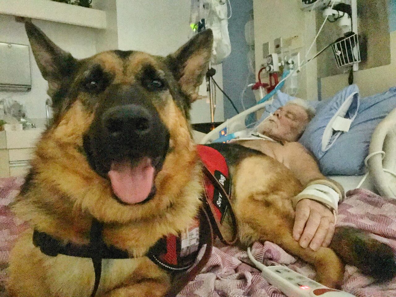 Service Dogs | Canadian Canine Training